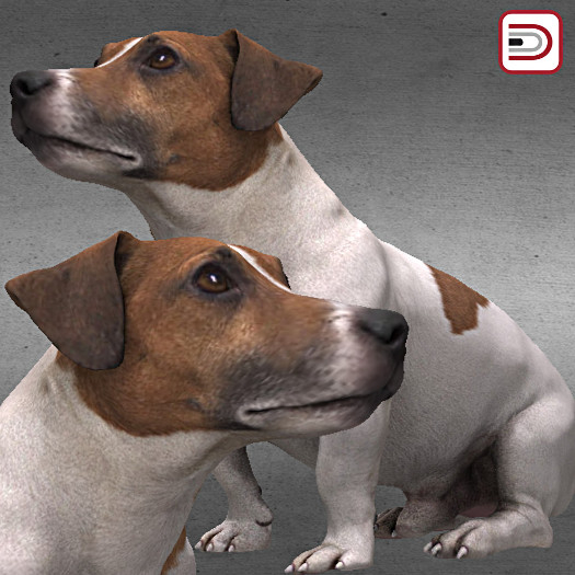 Second Life Marketplace - [Danielito] Jack Russell Terrier